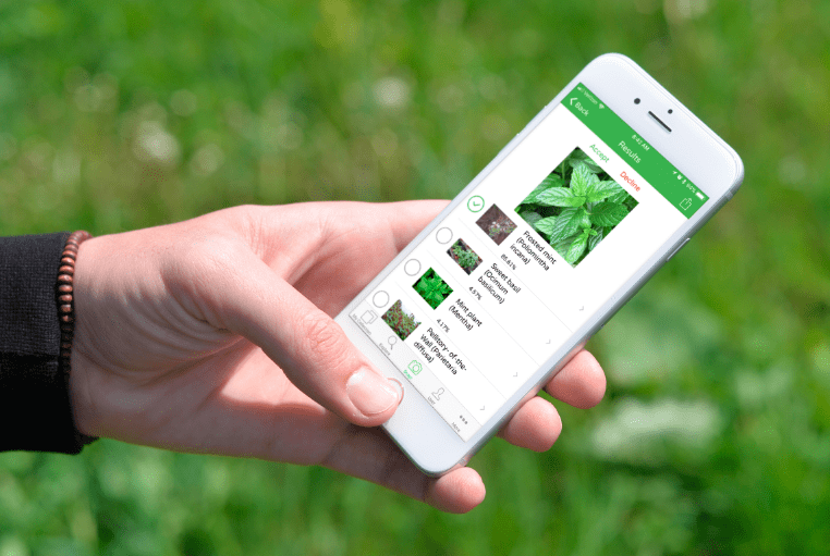 Plant Identification App Development 3 Lessons From Plant Snap
